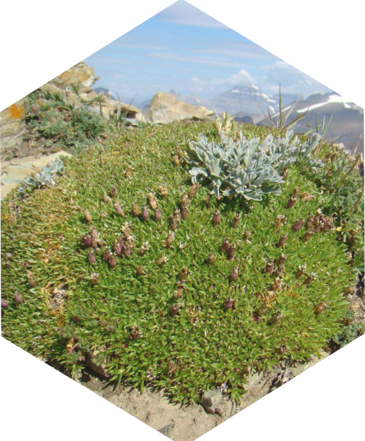 Facilitation | Sonia Kéfi