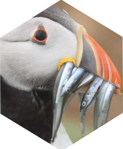 Ecological networks | Sonia Kéfi